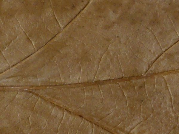 texture 0008 - Texturelib